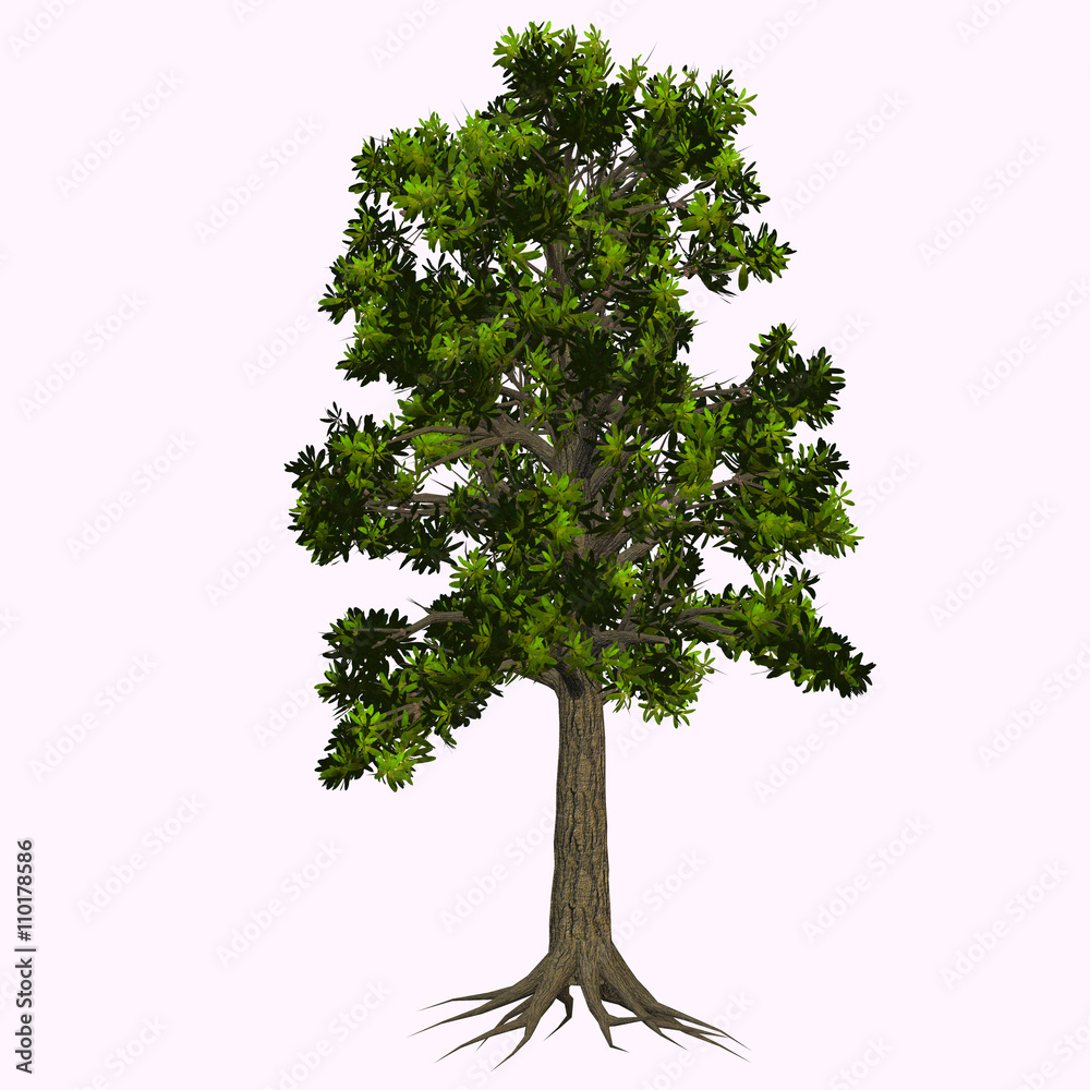 Permian Period Plants