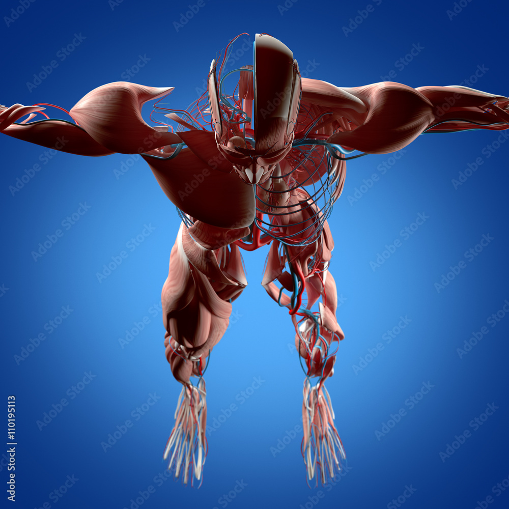 Human anatomy head and torso. Muscle and arteries deconstructed. 3D ...