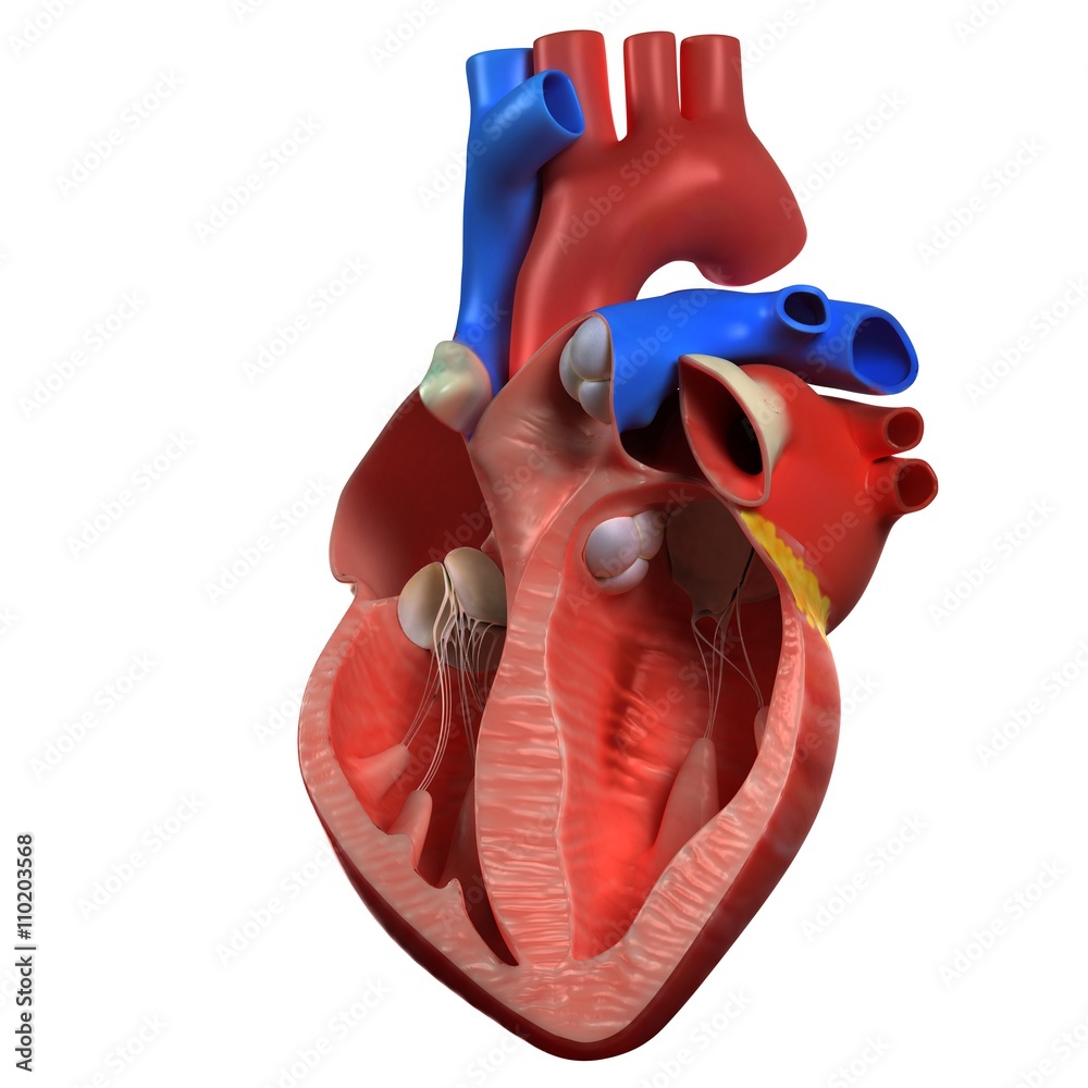 Heart anatomy, artwork Stock Photo | Adobe Stock