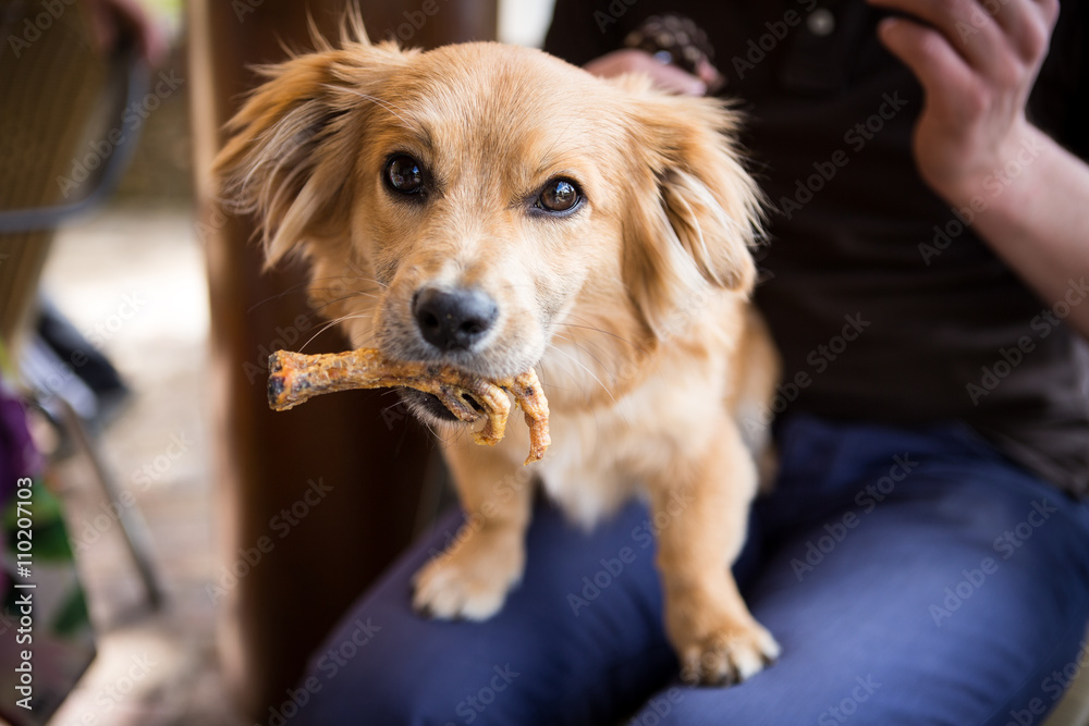 Hund hat Hunger Stock-Foto | Adobe Stock