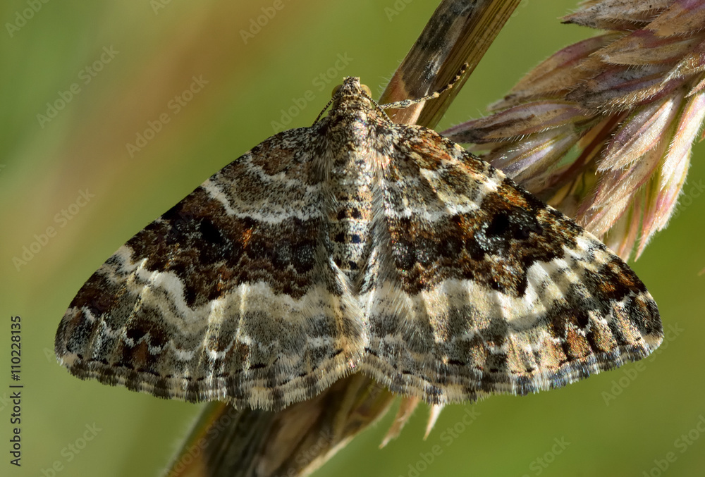 Common carpet moth (Epirrhoe alternata). British insect in the family ...
