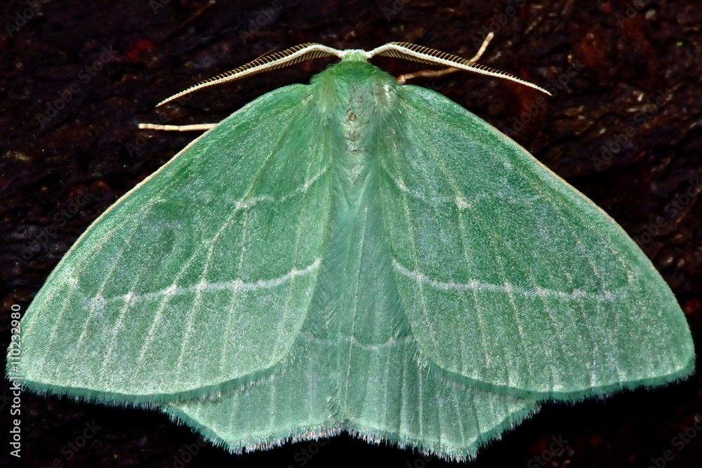 Little emerald moth (Jodis lactearia). British insect in the family ...