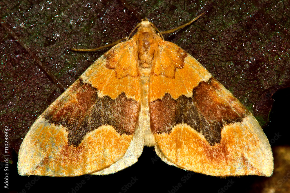 Barred yellow moth (Cidaria fulvata). British insect in the family ...
