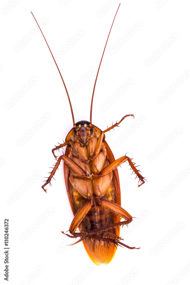 dead cockroach Stock Photo | Adobe Stock