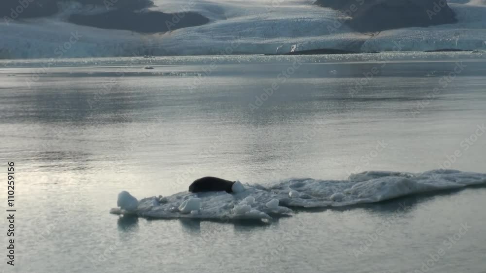Crying Leopard Seal float sleeping on an Iceberg in Arctic. Fantastic ...
