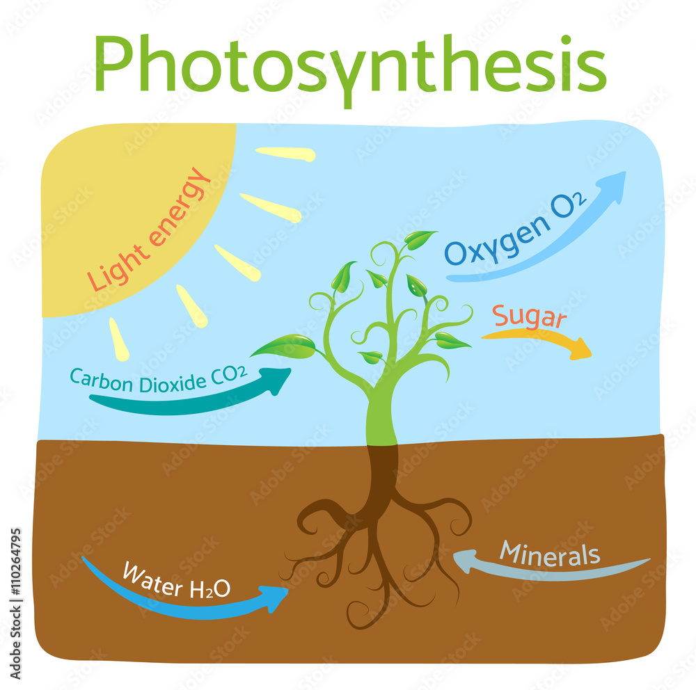 Photosynthesis diagram. Schematic vector illustration of the ...