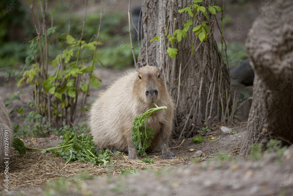 Capybara Mouth