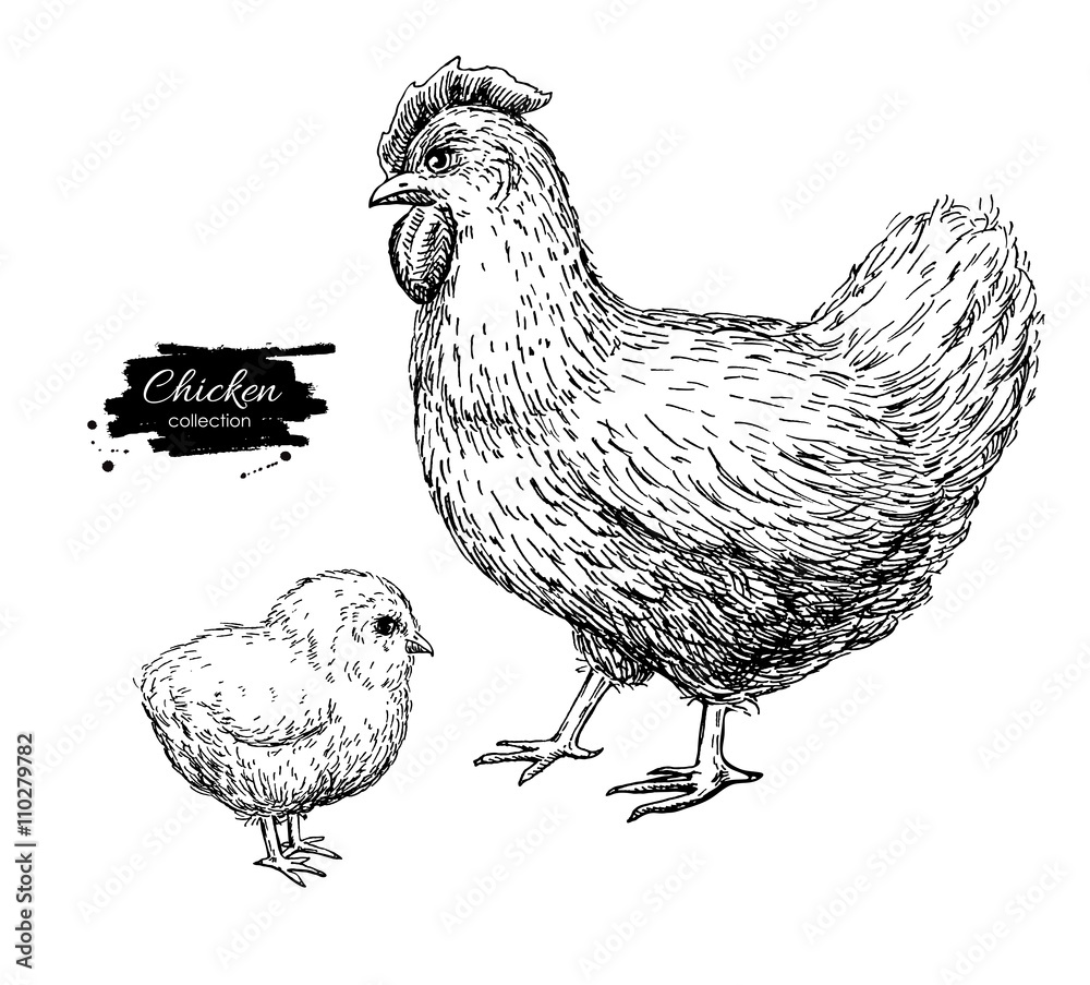 Vector vintage hand drawn chicken and baby chick. Engraved illu Stock ...