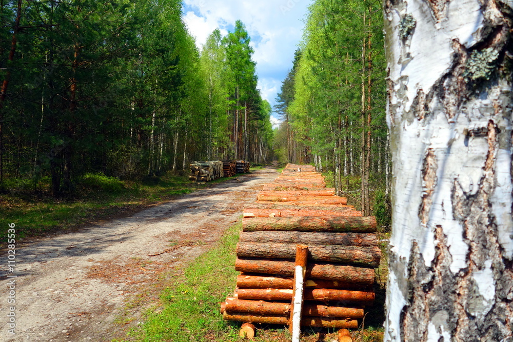 timber landscape with cut wood logs green trees and sandy road behind ...