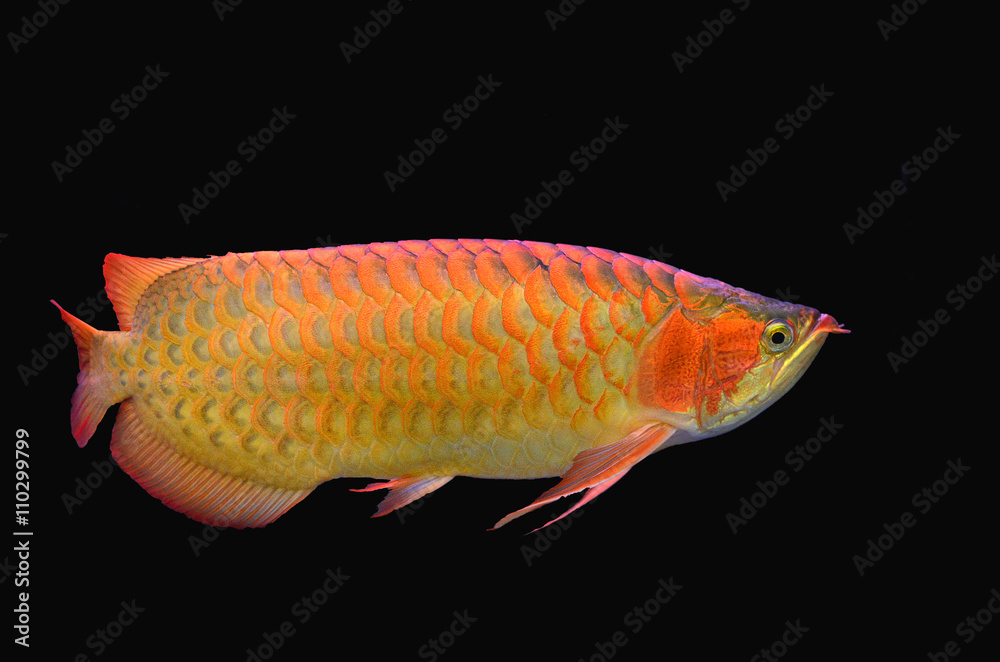 Red Arowana the Asian dragon fish on black background. Stock Photo ...