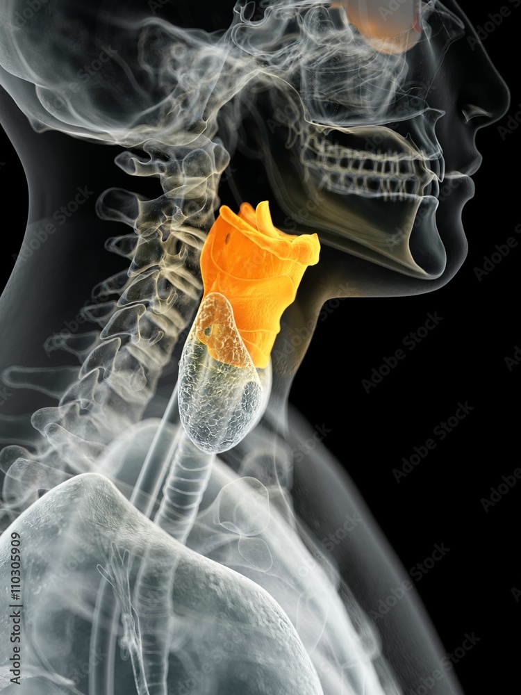 Human larynx, illustration Stock Photo | Adobe Stock