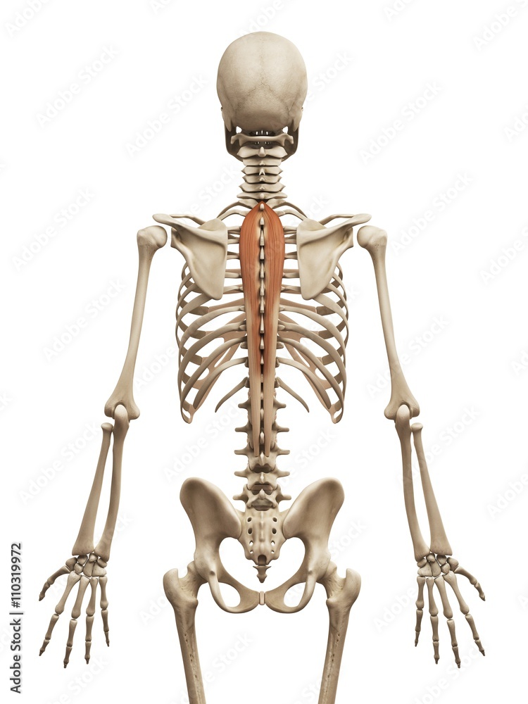 Human back muscles, illustration Stock Photo | Adobe Stock