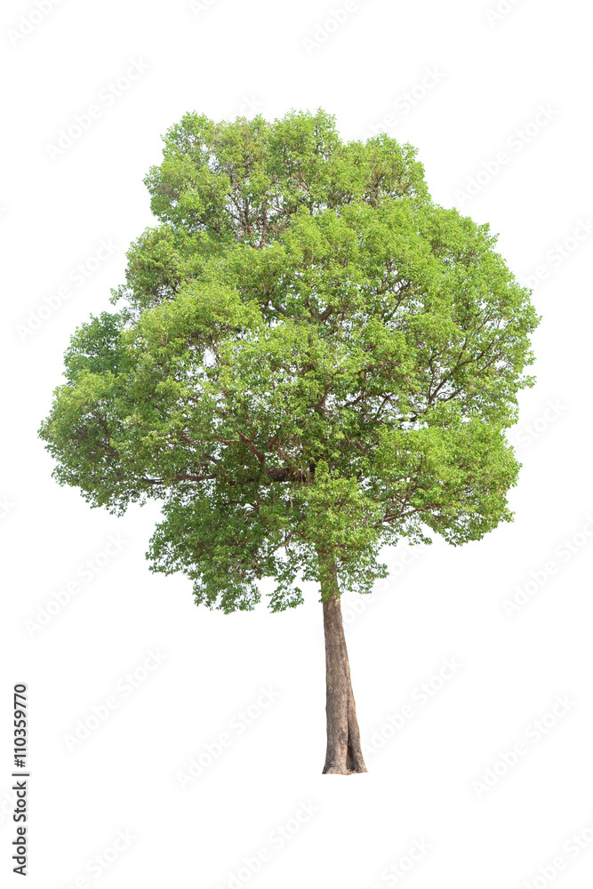 Irvingia malayana also known as Wild Almond on white background Stock ...