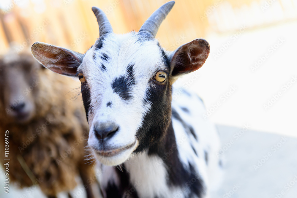 Google Spotted Goat