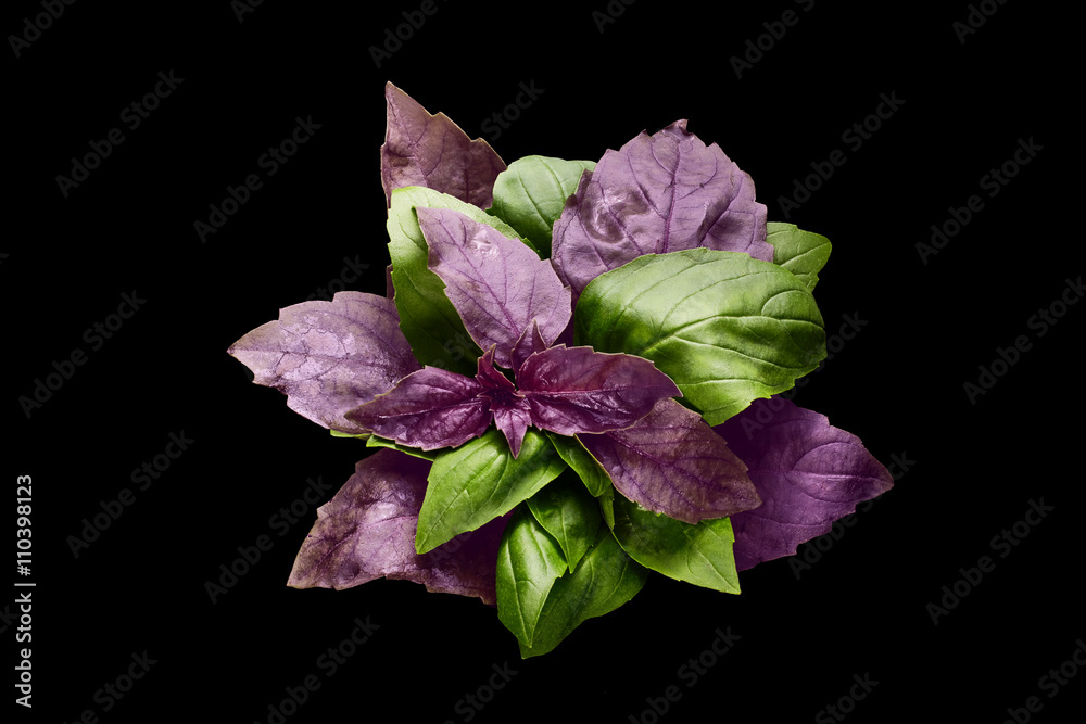 Green and violet basil mix on black Stock Photo | Adobe Stock