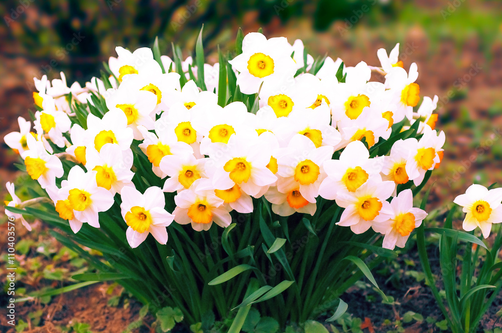 Yellow And White Daffodils