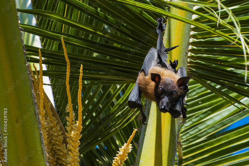 Indian flying fox, Greater Indian fruit bat (Pteropus giganteus) Stock ...
