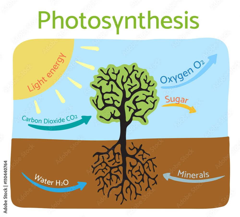 Photosynthesis process diagram. Schematic vector illustration. Stock ... Photosynthesis process diagram. Schematic vector illustration. Stock ...