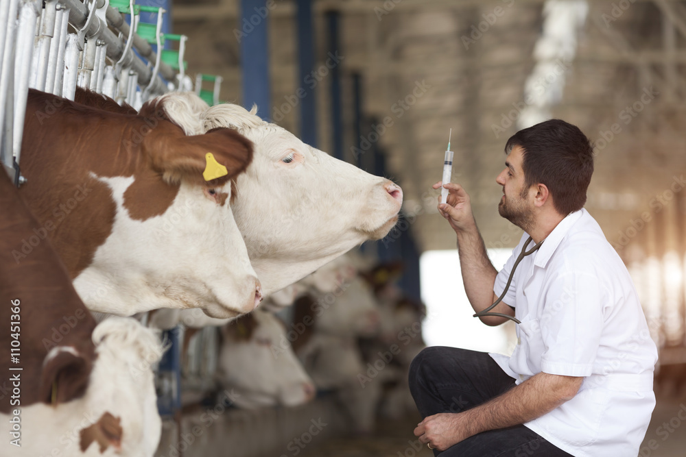 Vet Working On Simmental Cows Stock Photo | Adobe Stock
