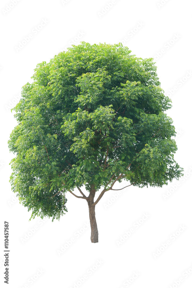 Neem tree white background Stock Photo | Adobe Stock