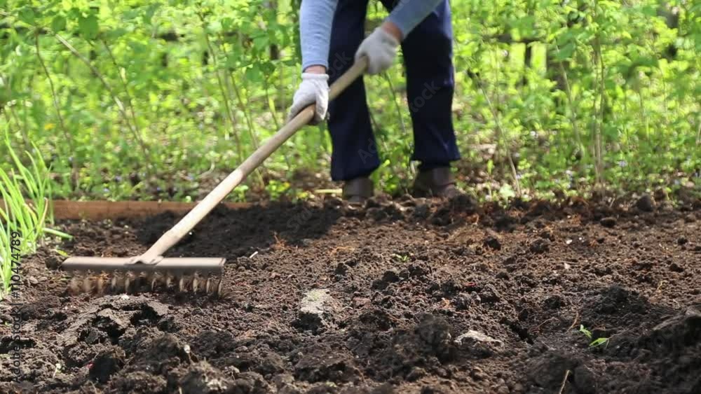 The woman leveled the soil with a rake in the garden Stock Video ...