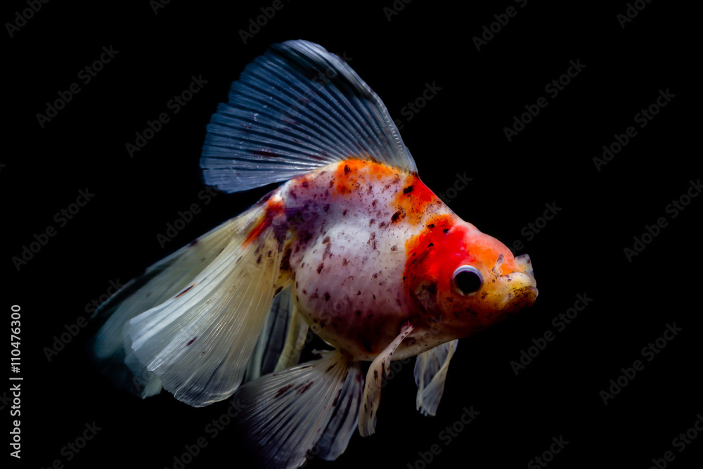 White Veiltail Goldfish