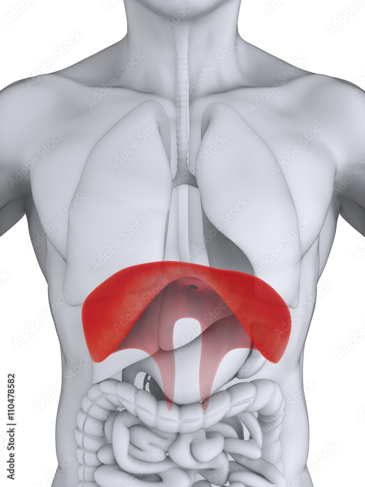 Photo & Art Print Human Diaphragm Anatomy Illustration. 3D render, nerthuz