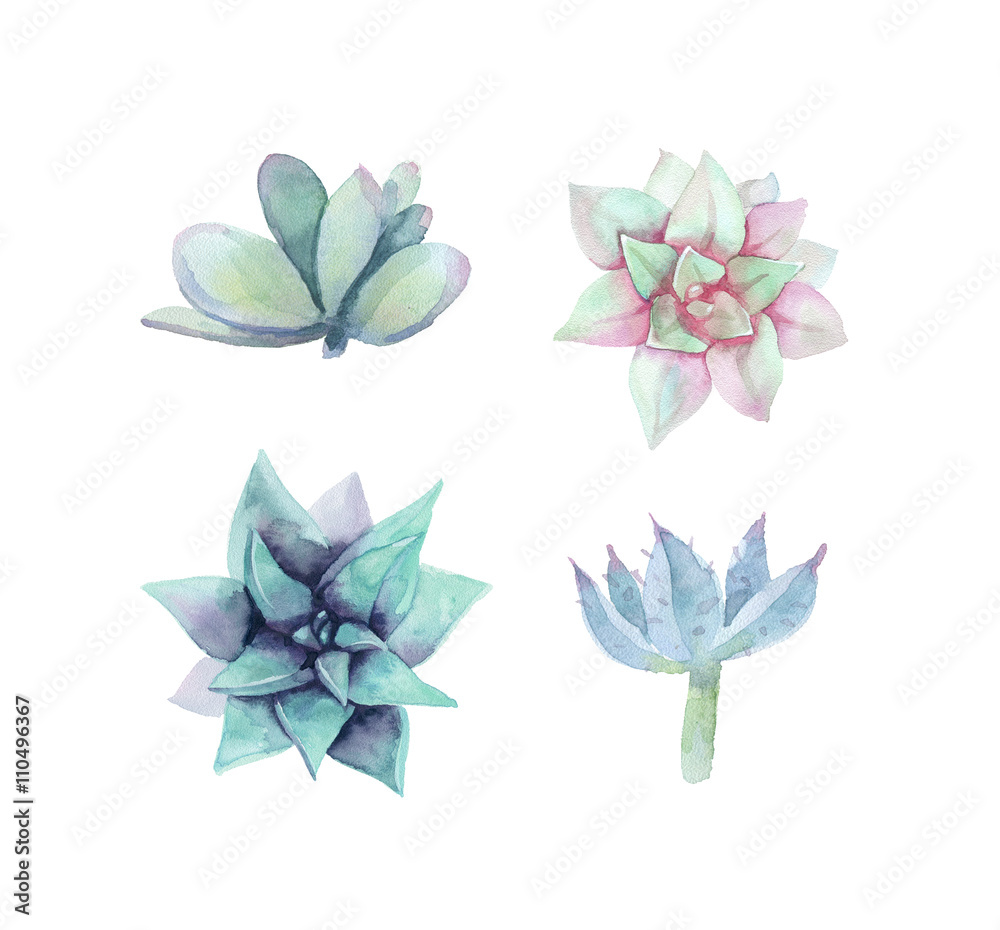 Set of watercolor succulent. Isolated on a white background. Hand drawn ...