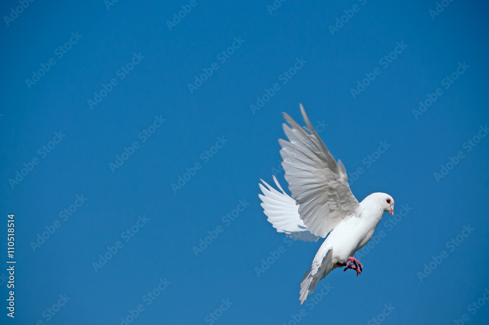 Dove with extended wings Stock Photo | Adobe Stock