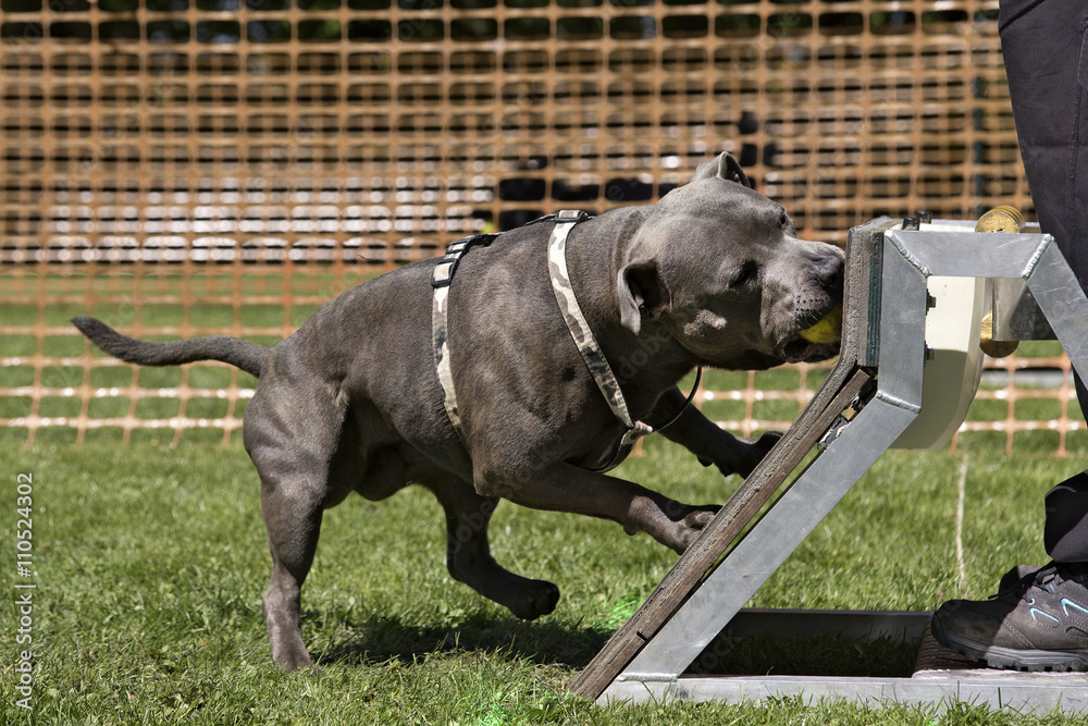 flyball Stock Photo | Adobe Stock