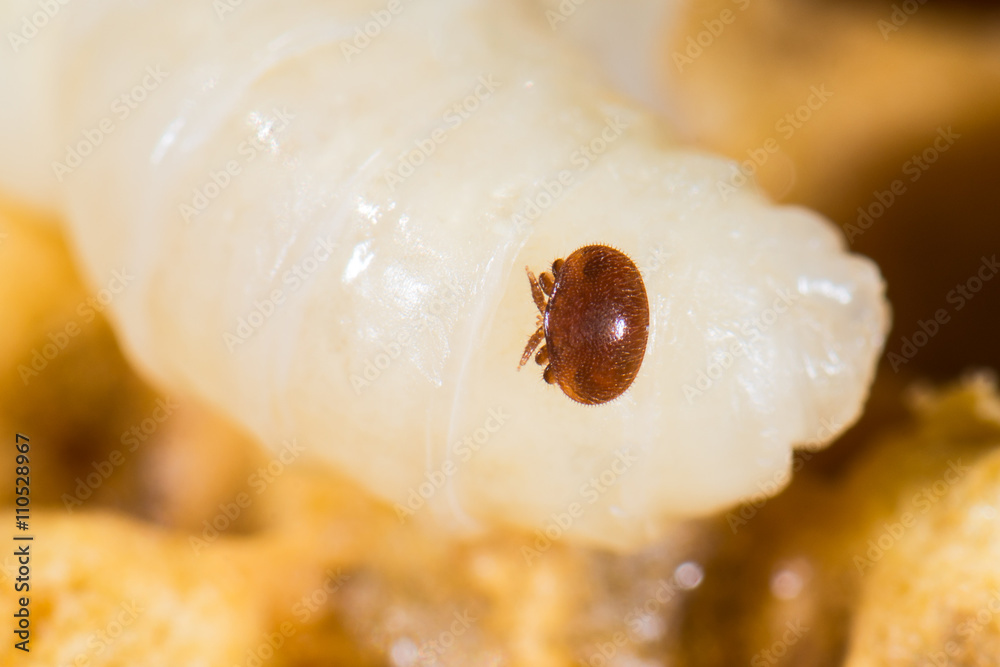 Varroamilbe (Varroa destructor) an einer Puppe Drohne im Bienenstock ...