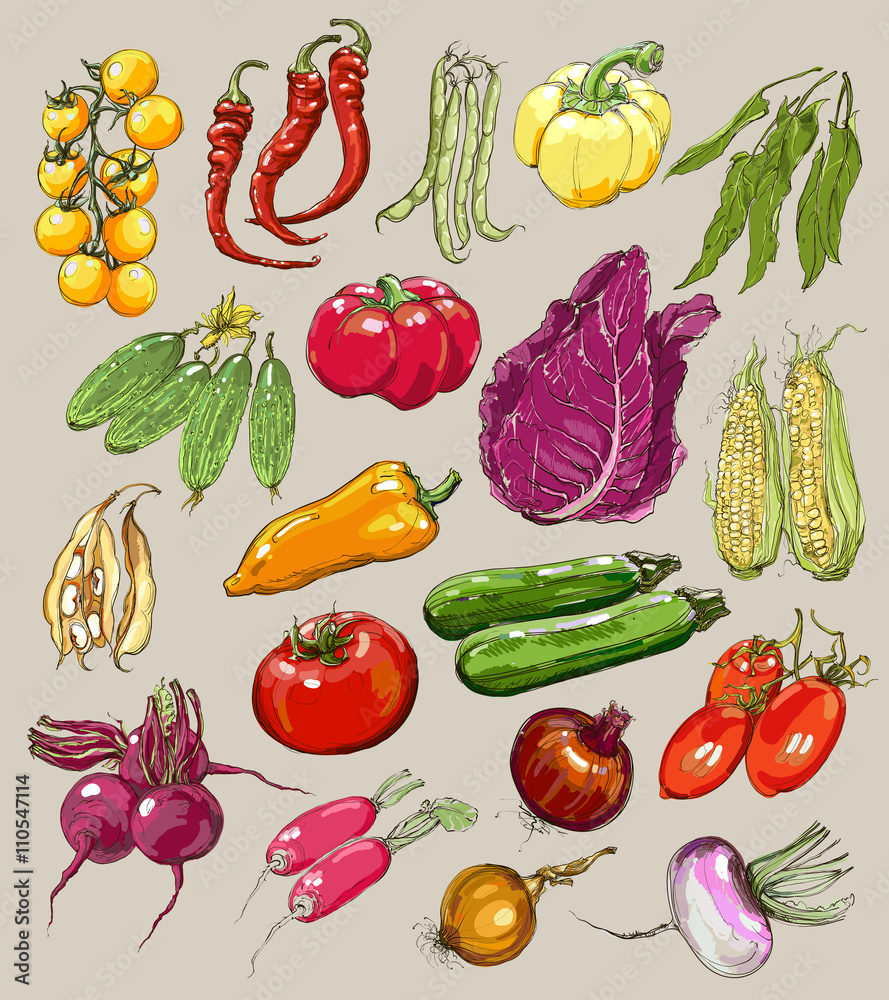 Big collection of hand-drawn vegetables, vector illustration in vintage ...