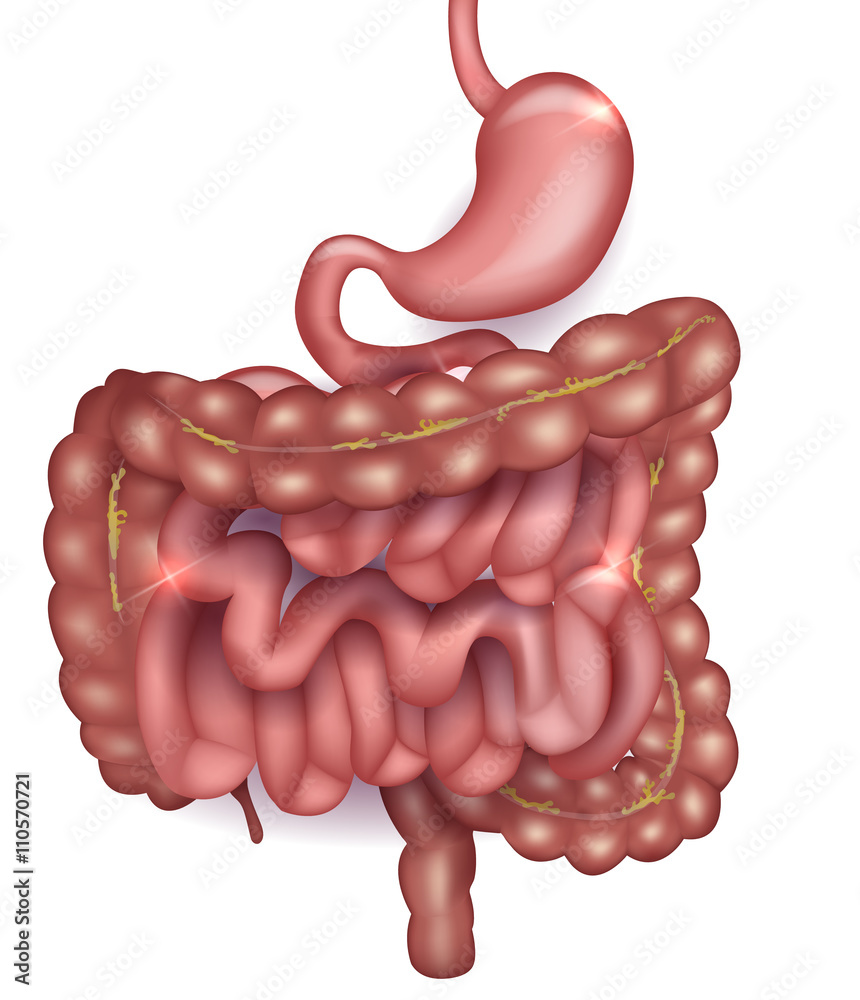 Gastrointestinal tract. Stomach, small intestine and colon. Beautiful ...