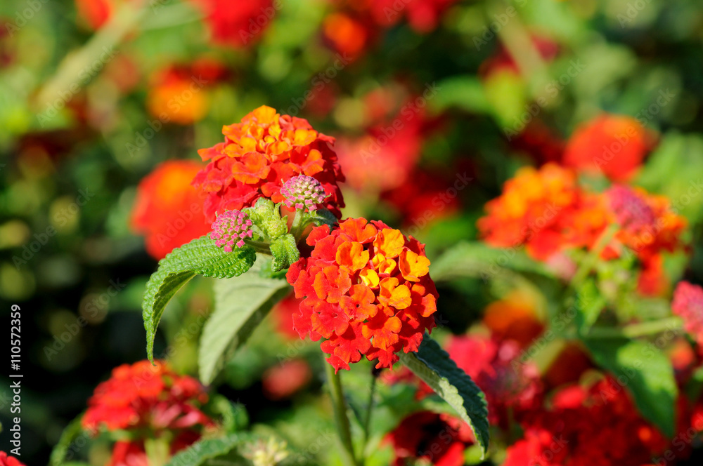 Multi-colored Lantana flowers with buds Stock Photo | Adobe Stock
