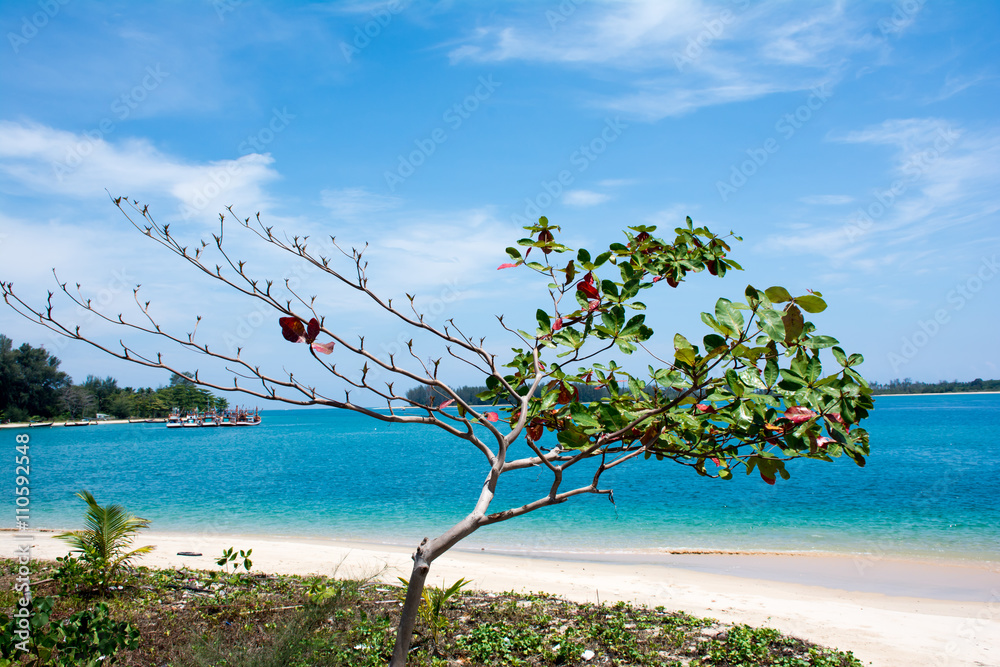 Sea Almond tree with ocean and beautiful sky background ,Phuket ...