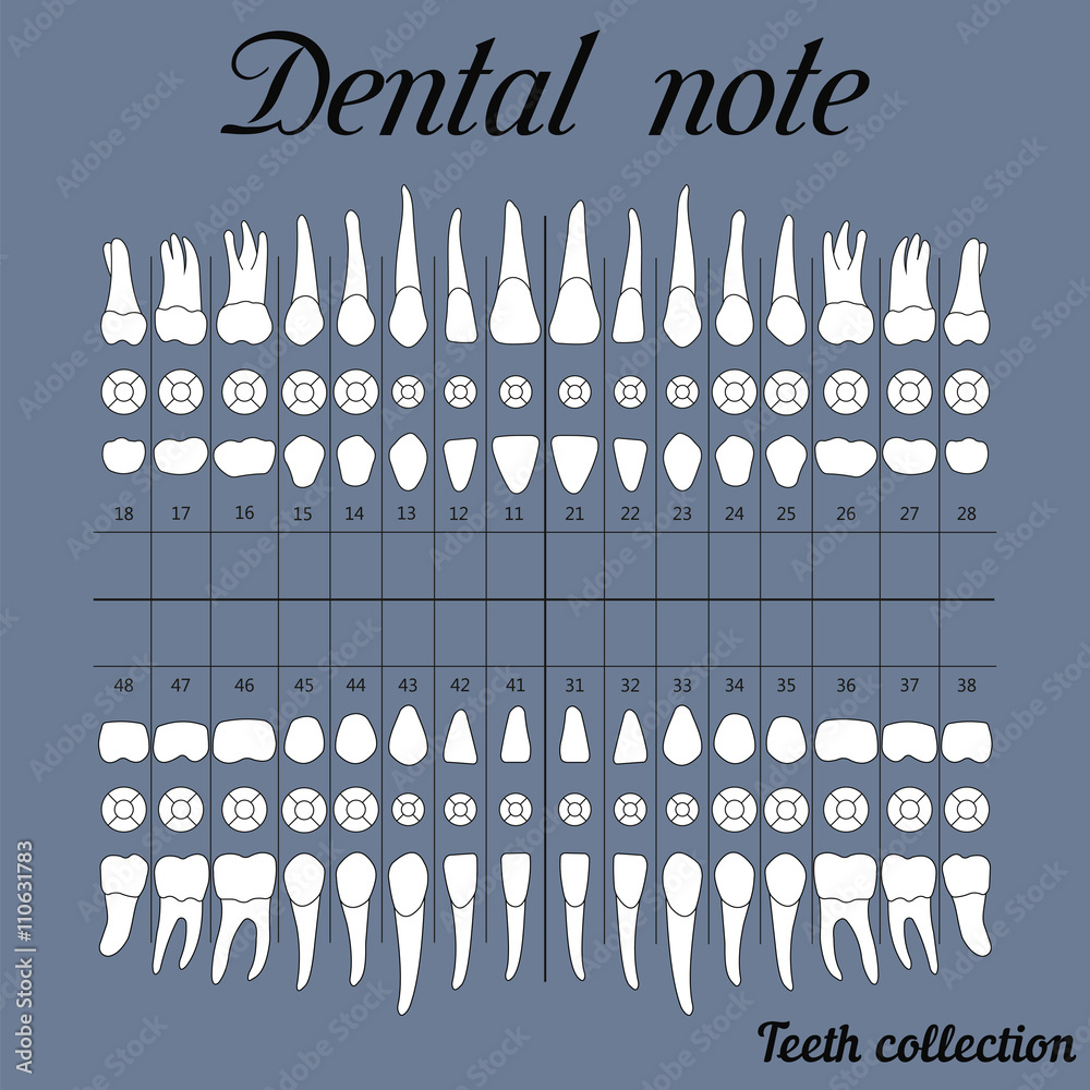 Dental note for dental clinic Stock Vector | Adobe Stock