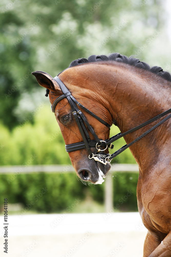 Dressage Horse Head