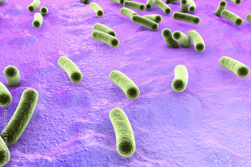 Bacteria on surface of skin, mucous membrane or intestine, model of ...