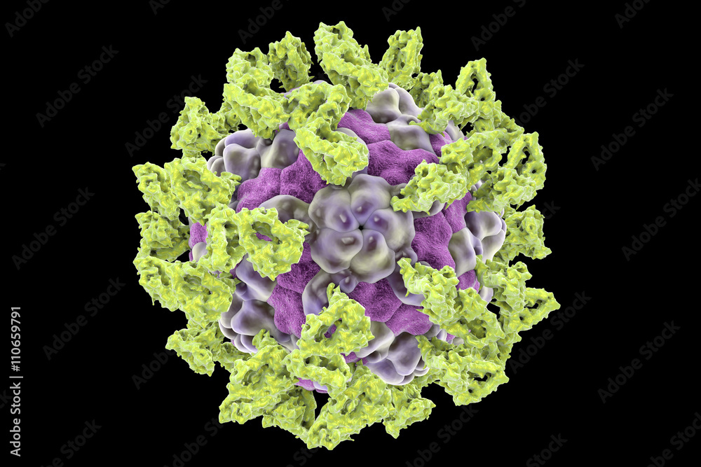 Parechovirus with attached integrin molecules which serve as cell ...