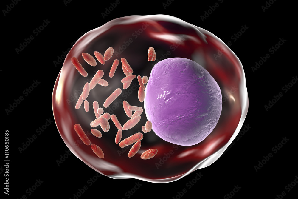 Bacteria Rickettsia (small red) inside human cell, 3D illustration ...
