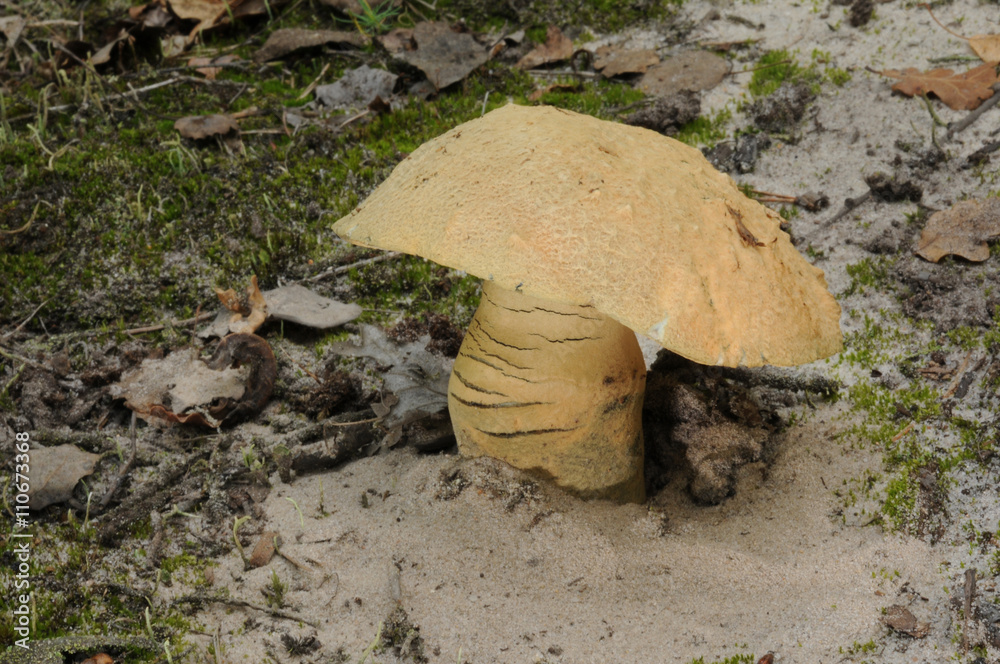 Gyroporus cyanescens, commonly known as the bluing bolete or the ...