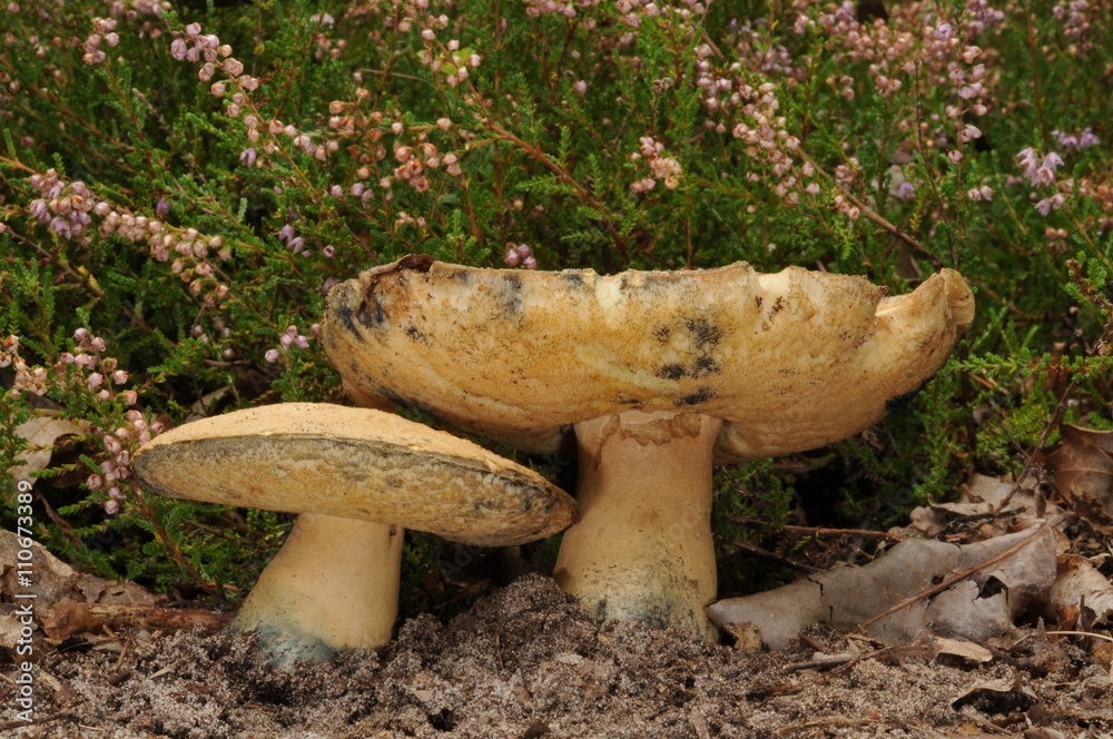 Gyroporus cyanescens, commonly known as the bluing bolete or the ...