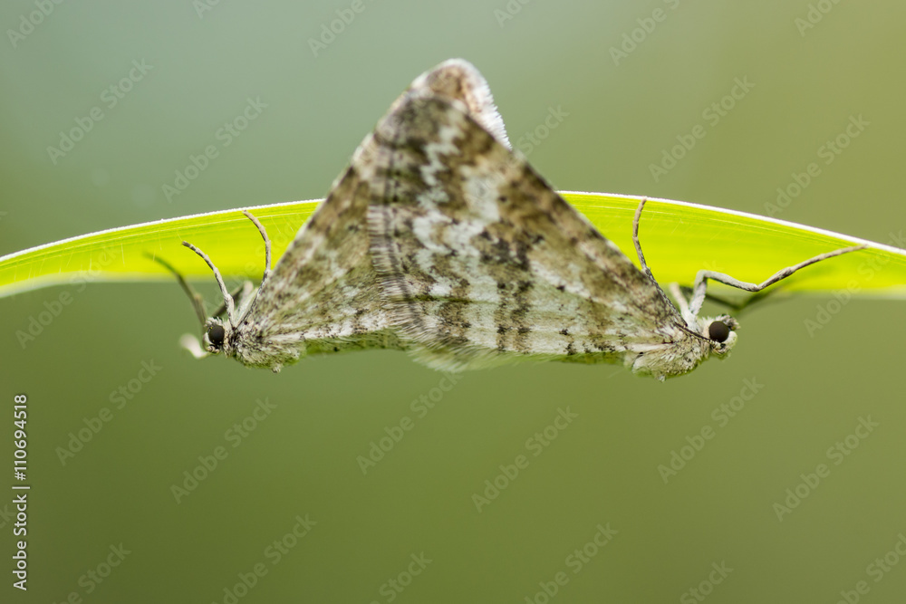Grass rivulet moths (Perizoma albulata) mating. Pair of insects in cop ...