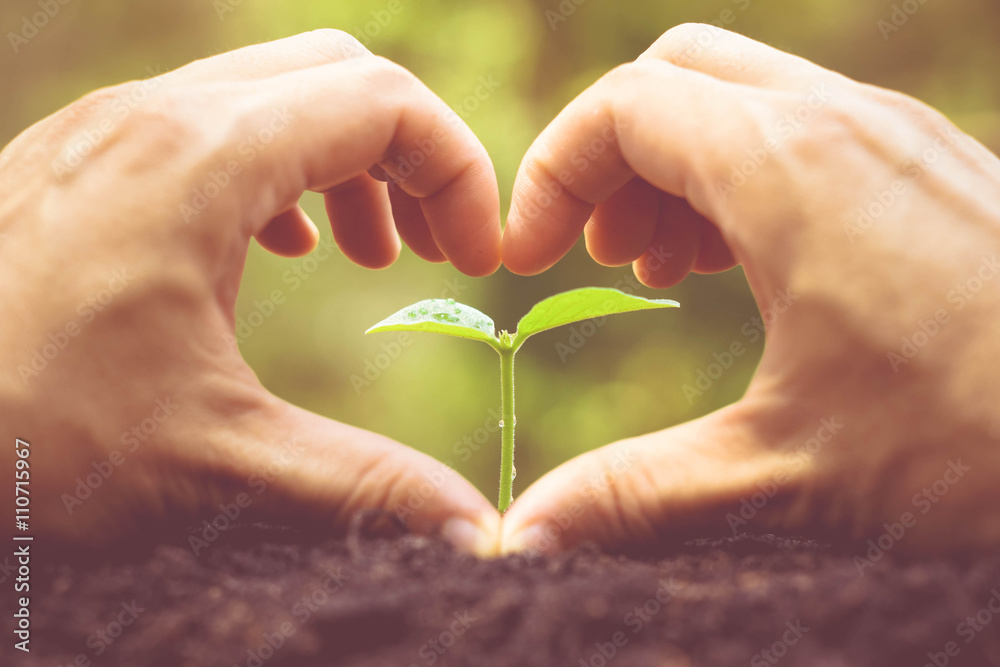 Hand forming a heart shape around a new plant growing on fertile siol ...