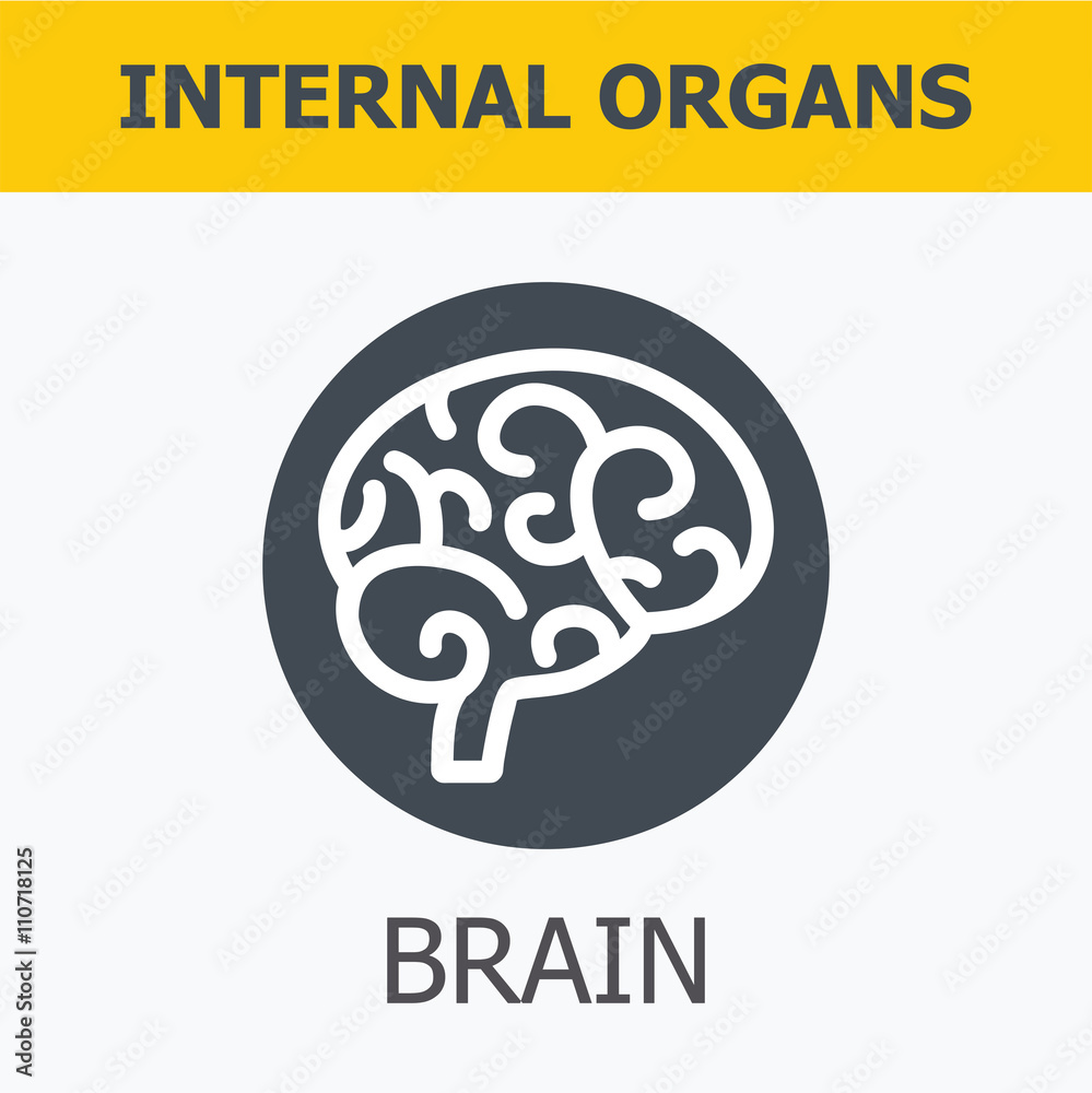 Internal organs - brain. Family and a healthy lifestyle. Medical ...