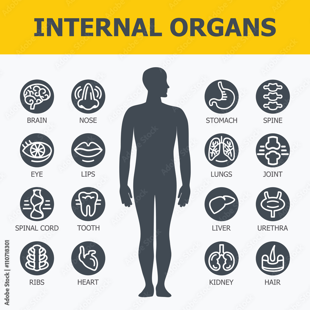 Internal organs set. Medical infographic icons, human organs, body ...