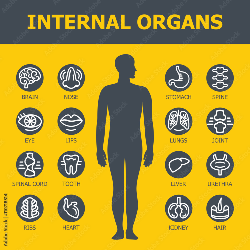 Internal organs set. Medical infographic icons, human organs, body ...