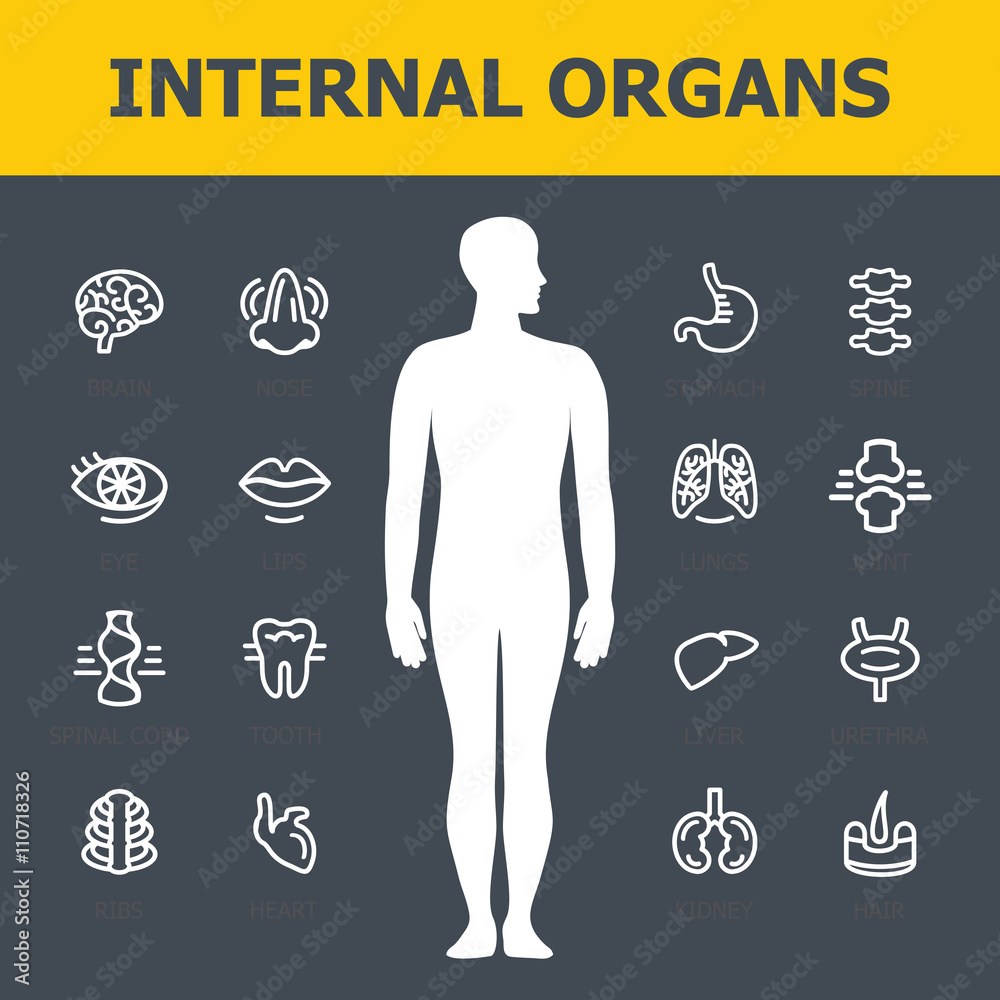 Internal organs set. Medical infographic icons, human organs, body ...