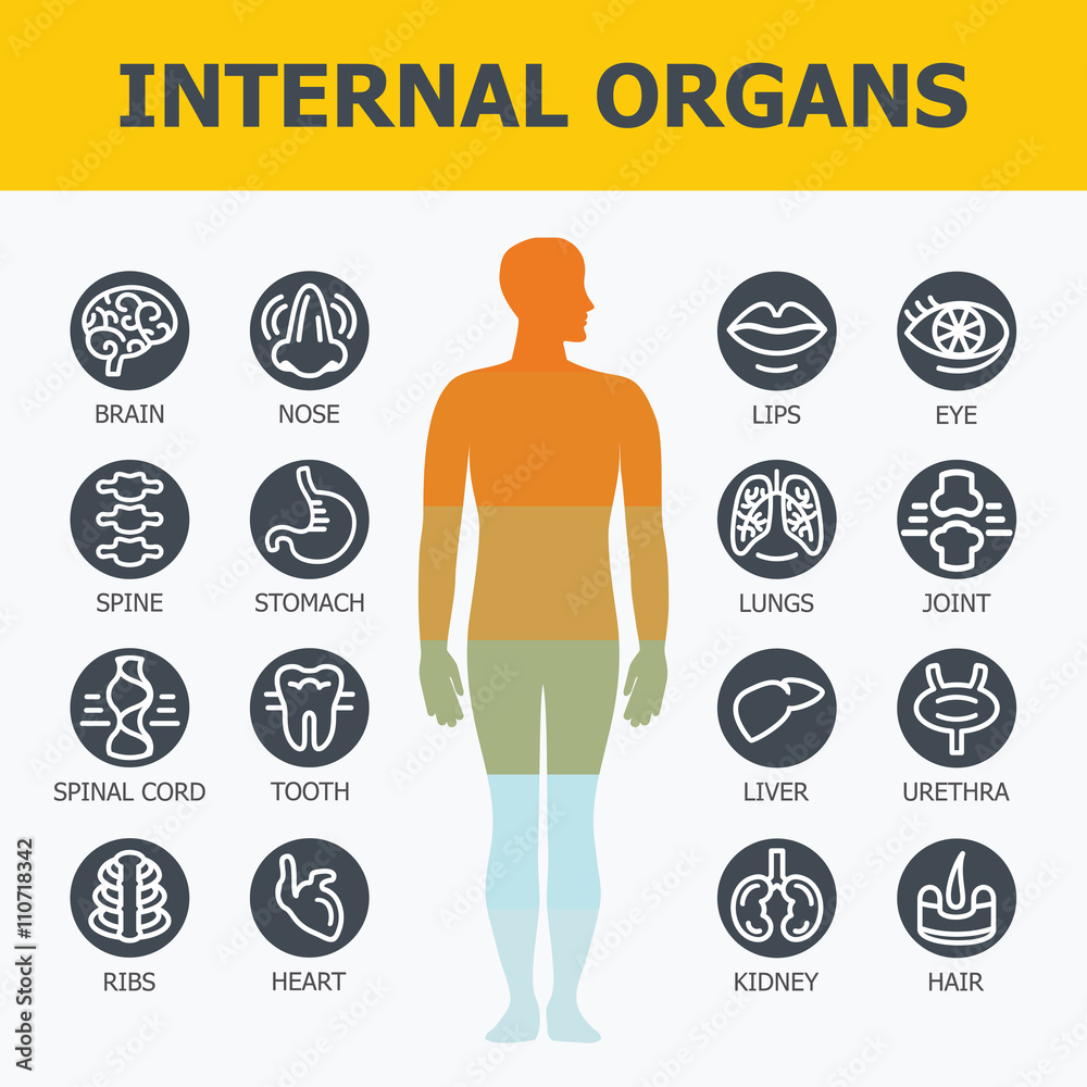 Internal organs set. Medical infographic icons, human organs, body ...