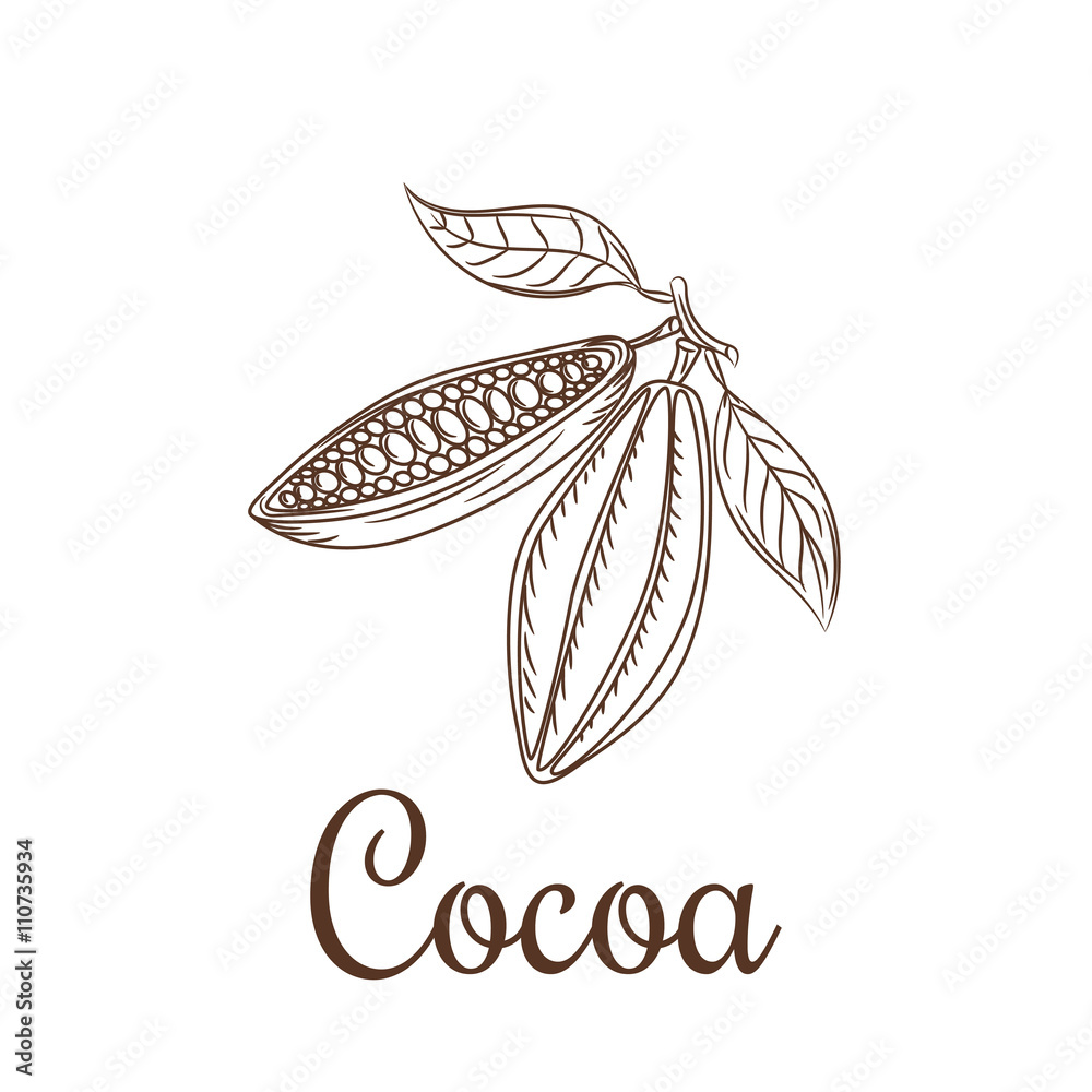 Cocoa beans sketch vector illustration. Cacao icon. Natural raw cocoa ...